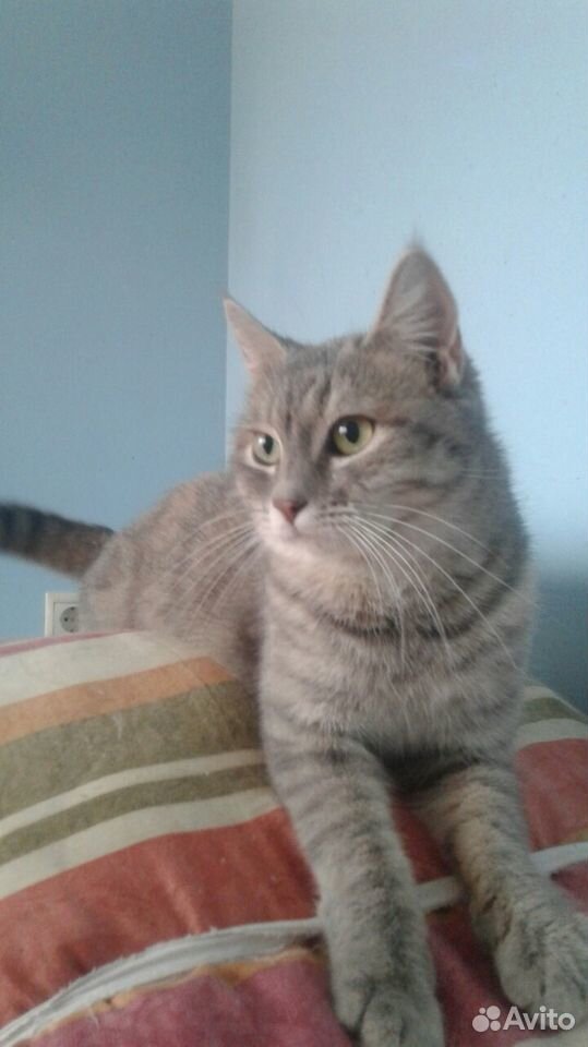 Мышка-кошка