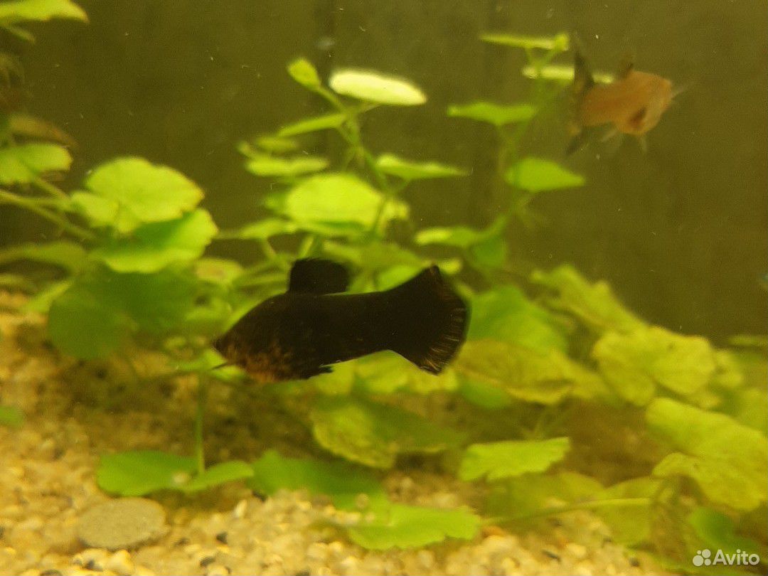 Самец моллинезии