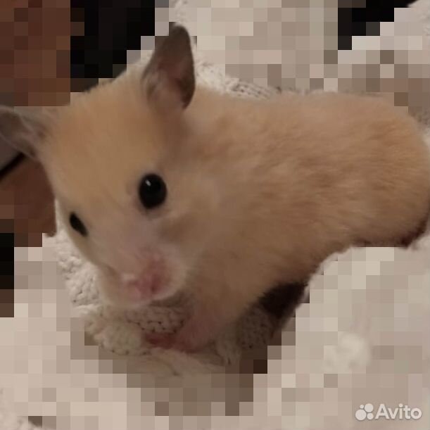Отдам хомяка