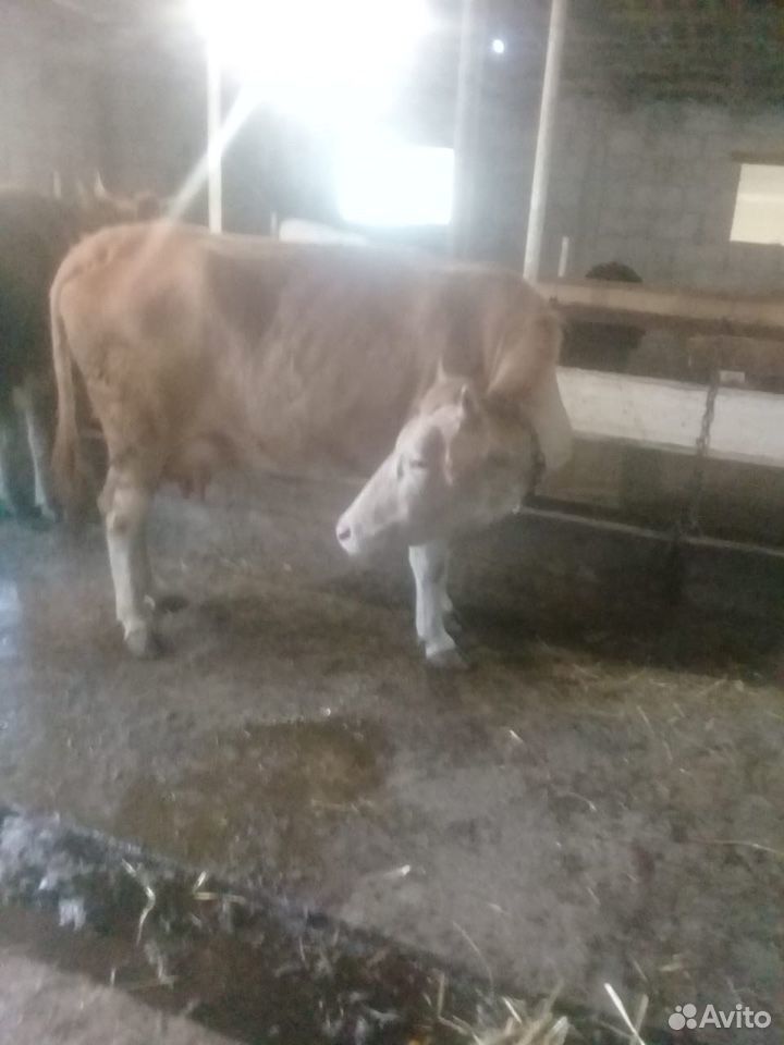 Корова и телёнок