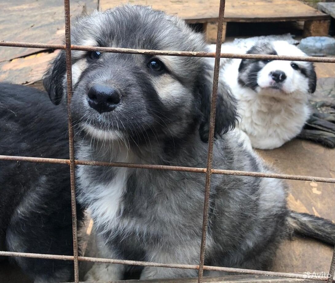 Отдам в дар ласкового щенка - девочку Шкоду