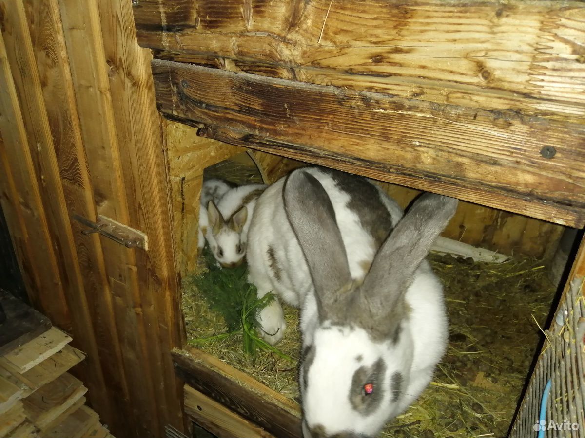 Кролики мясных пород