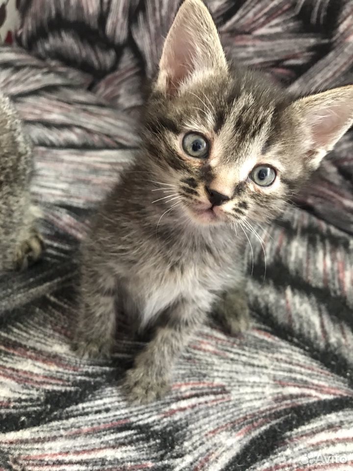 Кошка. Помесь британки