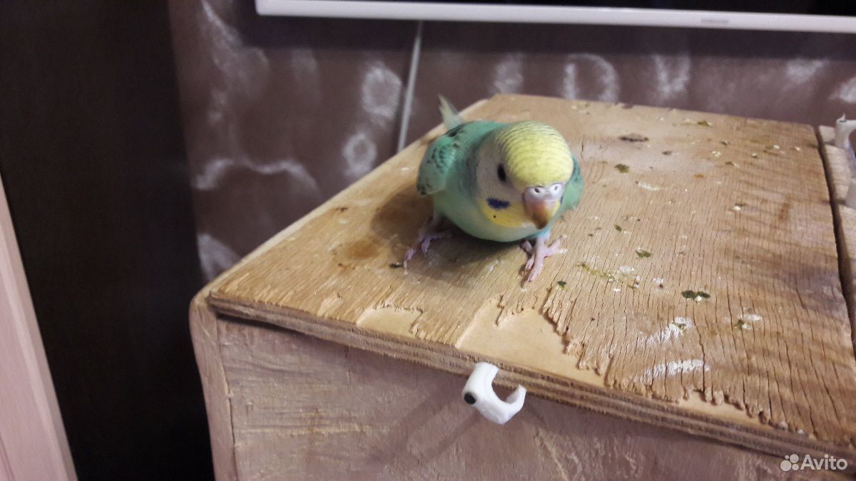 Волнистые попугаи