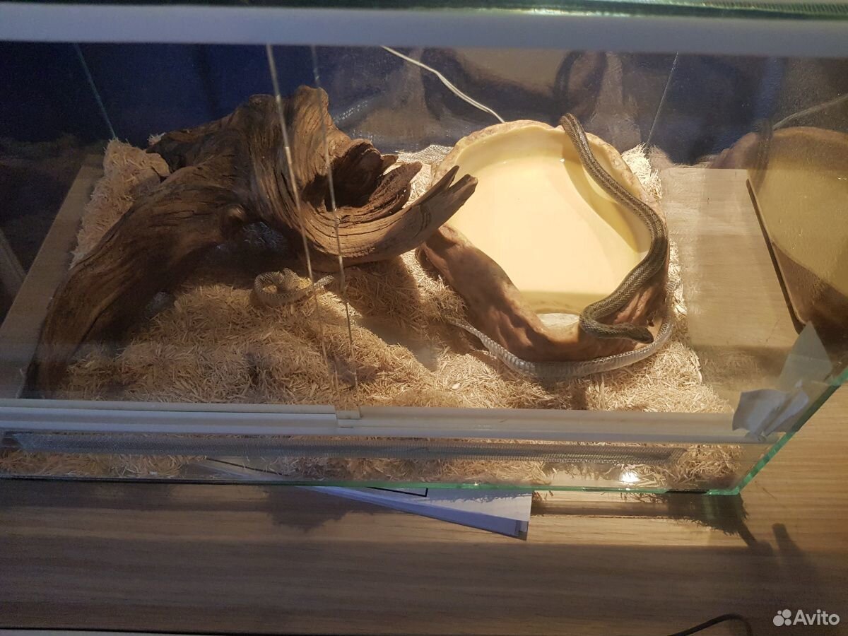 Полоз узорчатый