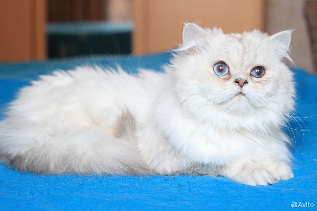 Шотландский котик в дар