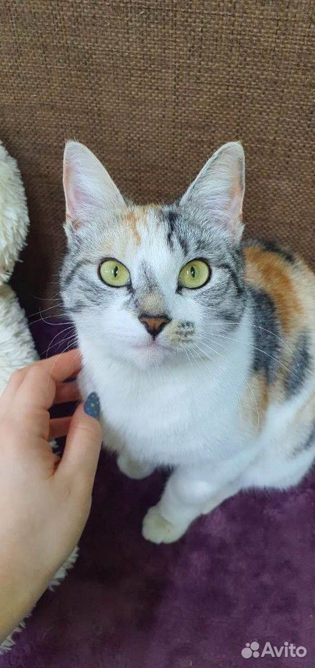 Кошечка Корица