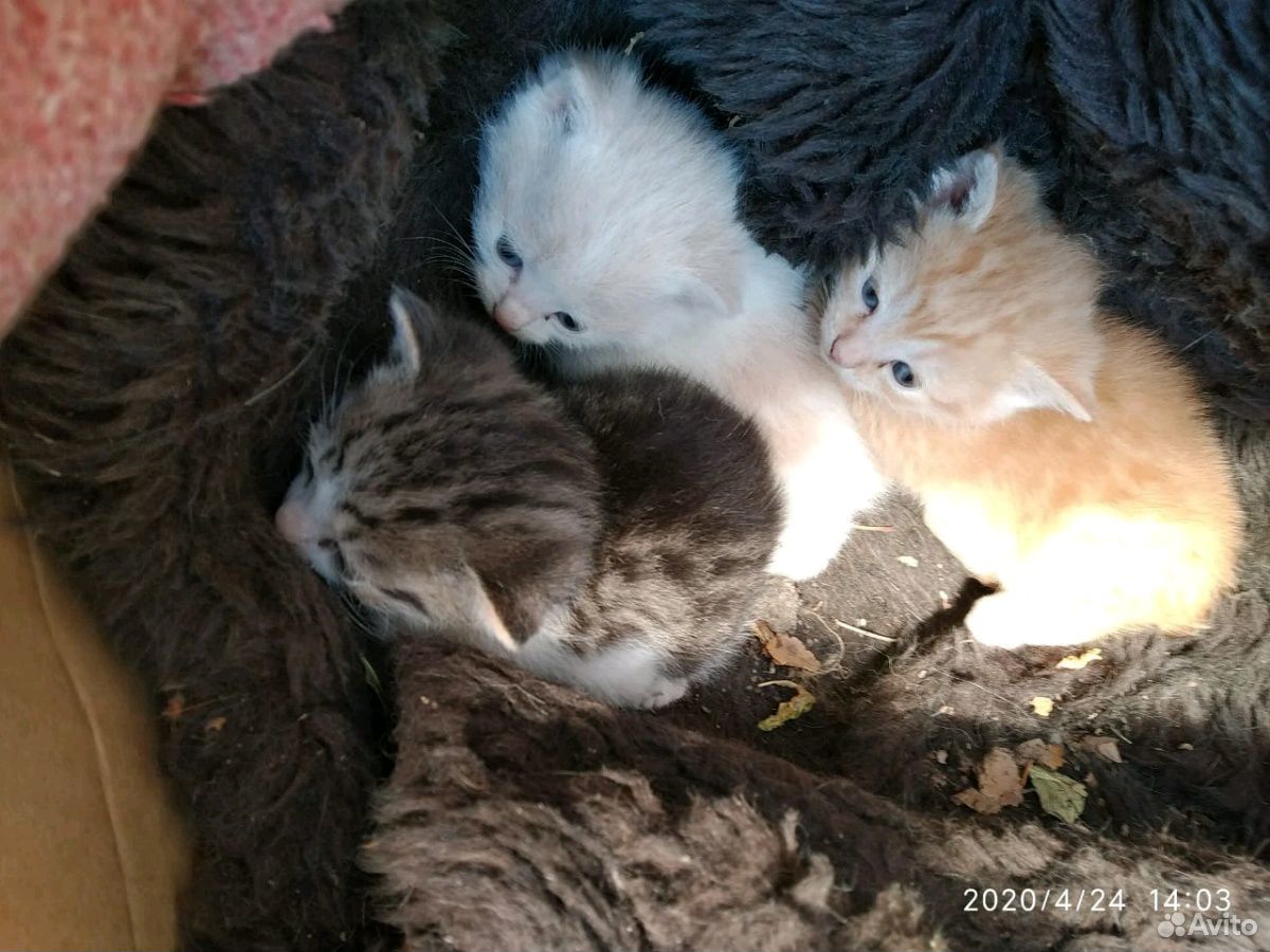 Котята