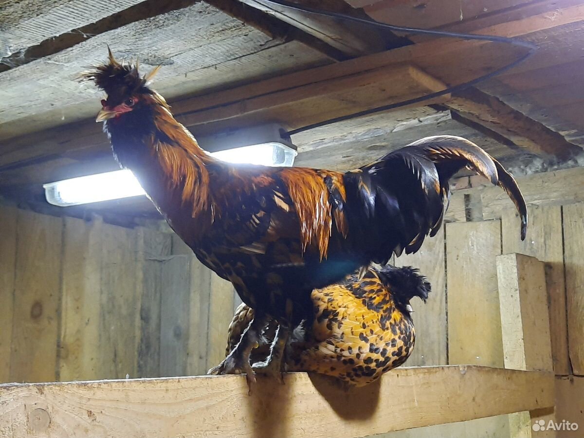 Пара павловских петушка и курицы