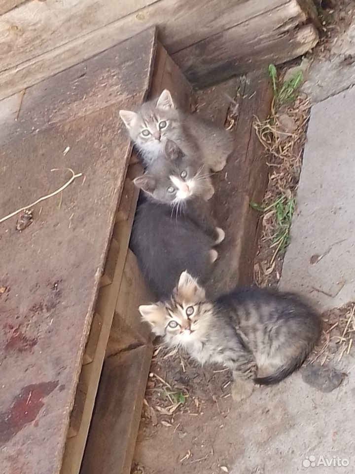 Котята месяца по 2, ищут мам-пап