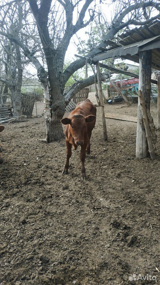 Бычек на откорм