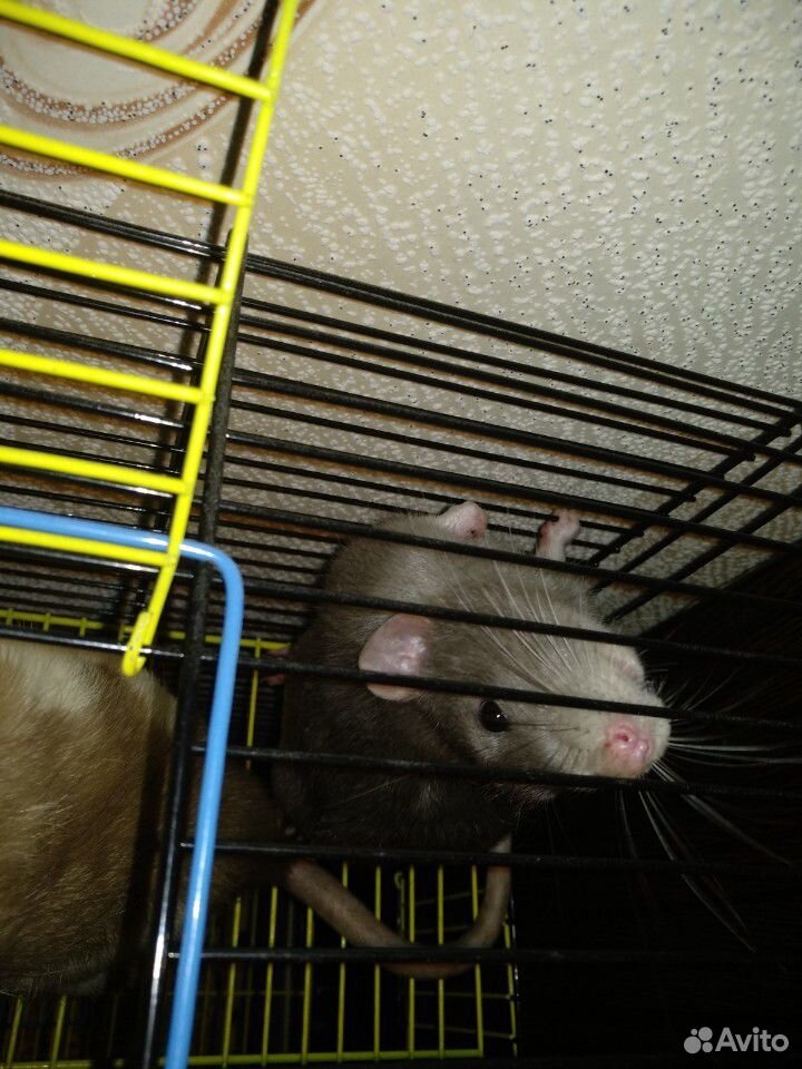 2 крыски+клетка