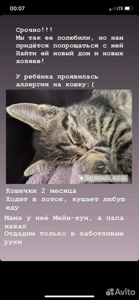 Котёнок
