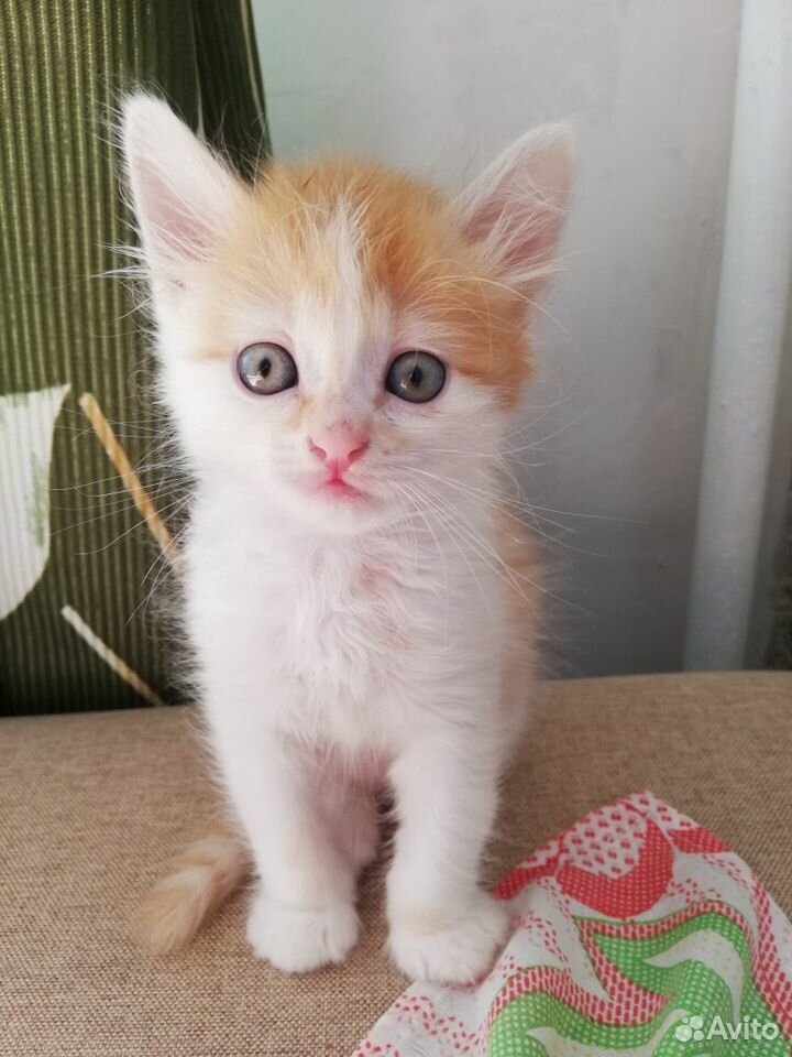 Отдам котенка в добрые руки