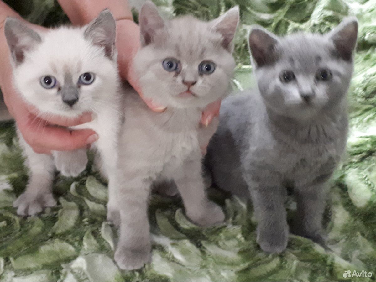 Котята