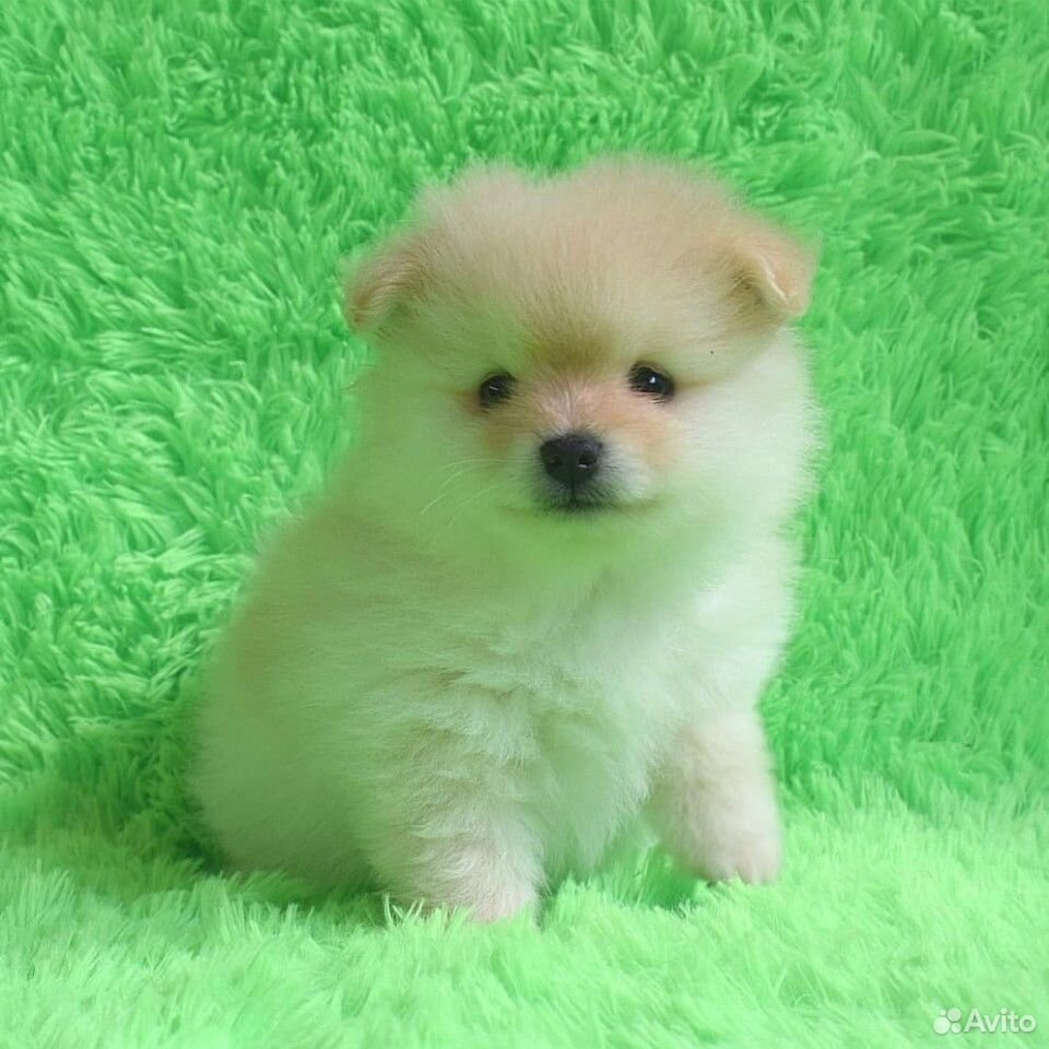 Шпиц померанский