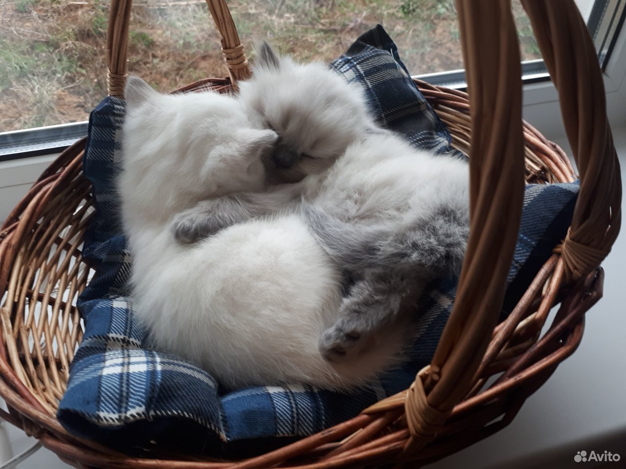 Продам котят британских