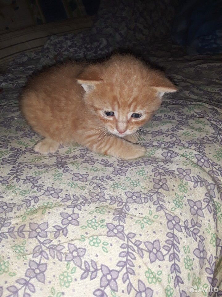 Котята.Отдам в хорошие руки.2 рыжих мальчика и кош