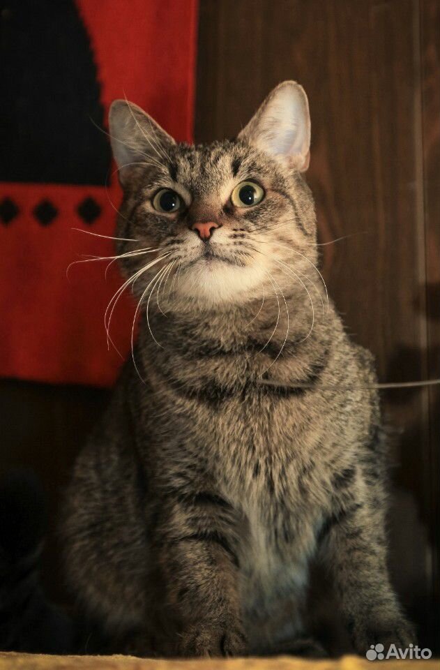Кошка Бубенчик около 2 лет