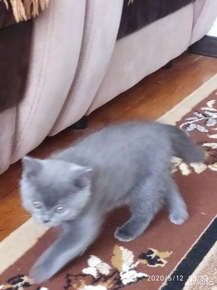 Котенок голубой британец