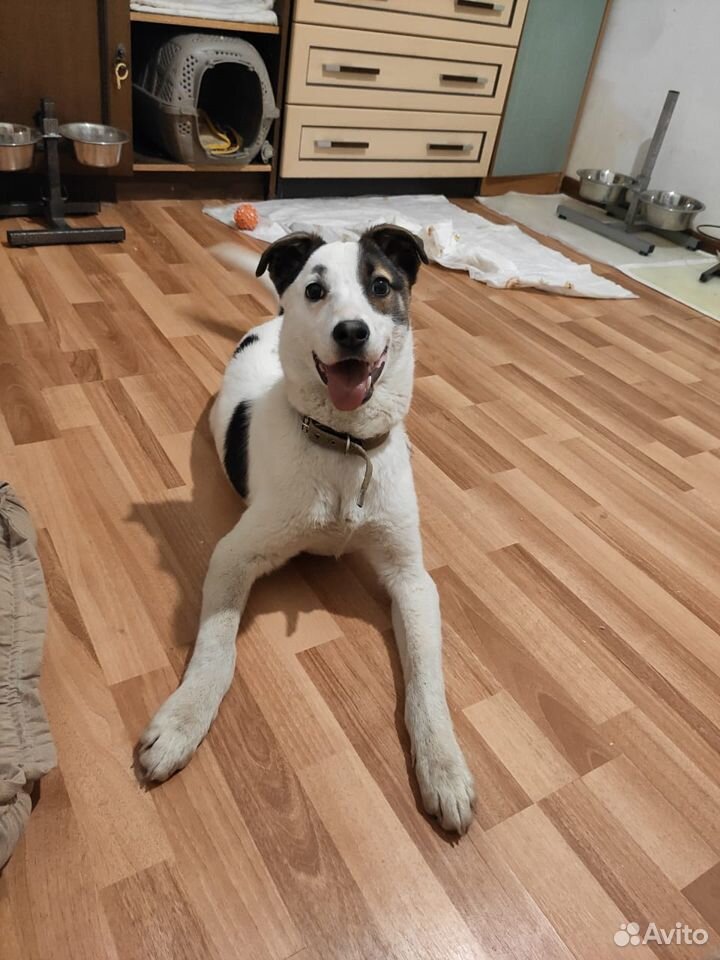 Ларс. Щенок мальчик 5 мес