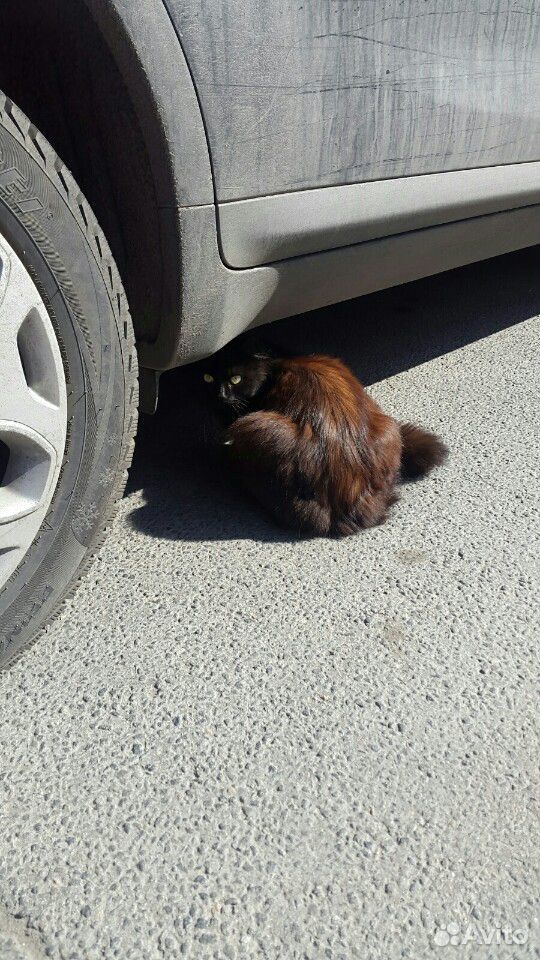 Шоколадная красавица ищет новый дом