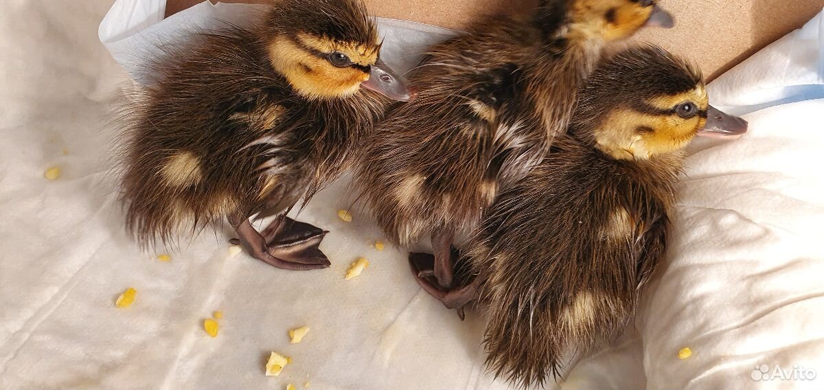 Отдам утят в надежные руки