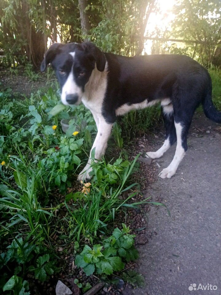 Собака возможно потеряна и её ищут