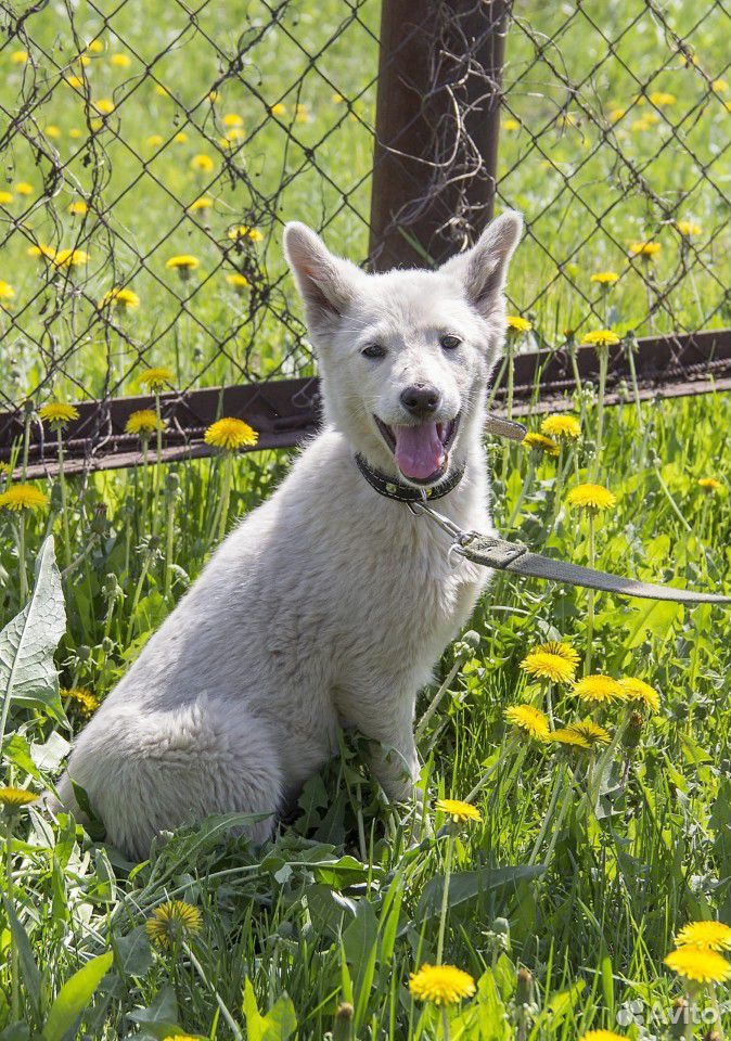 Умка девочка