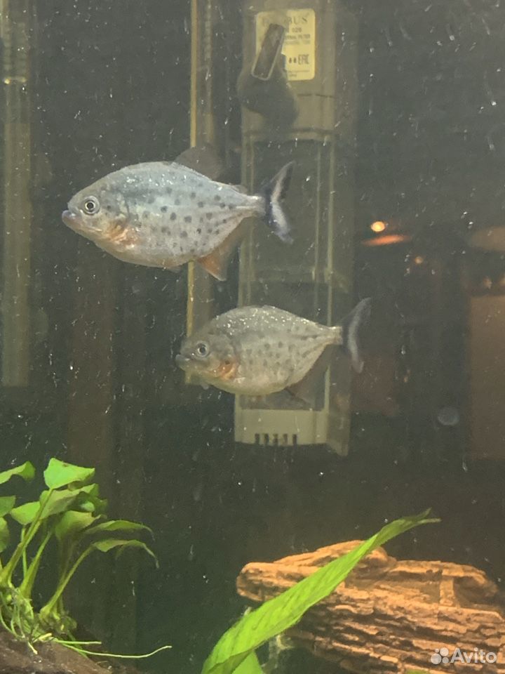 Отдам пираний 4 шт