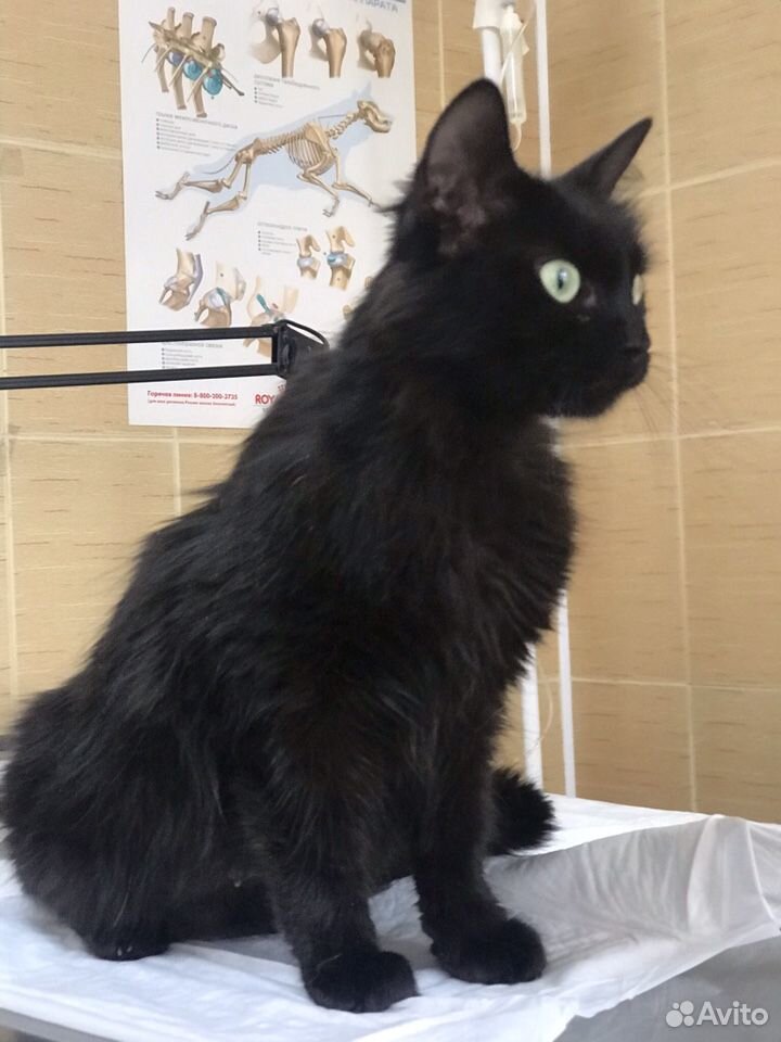 Кошечка стерилизованная Чупа в хорошие руки