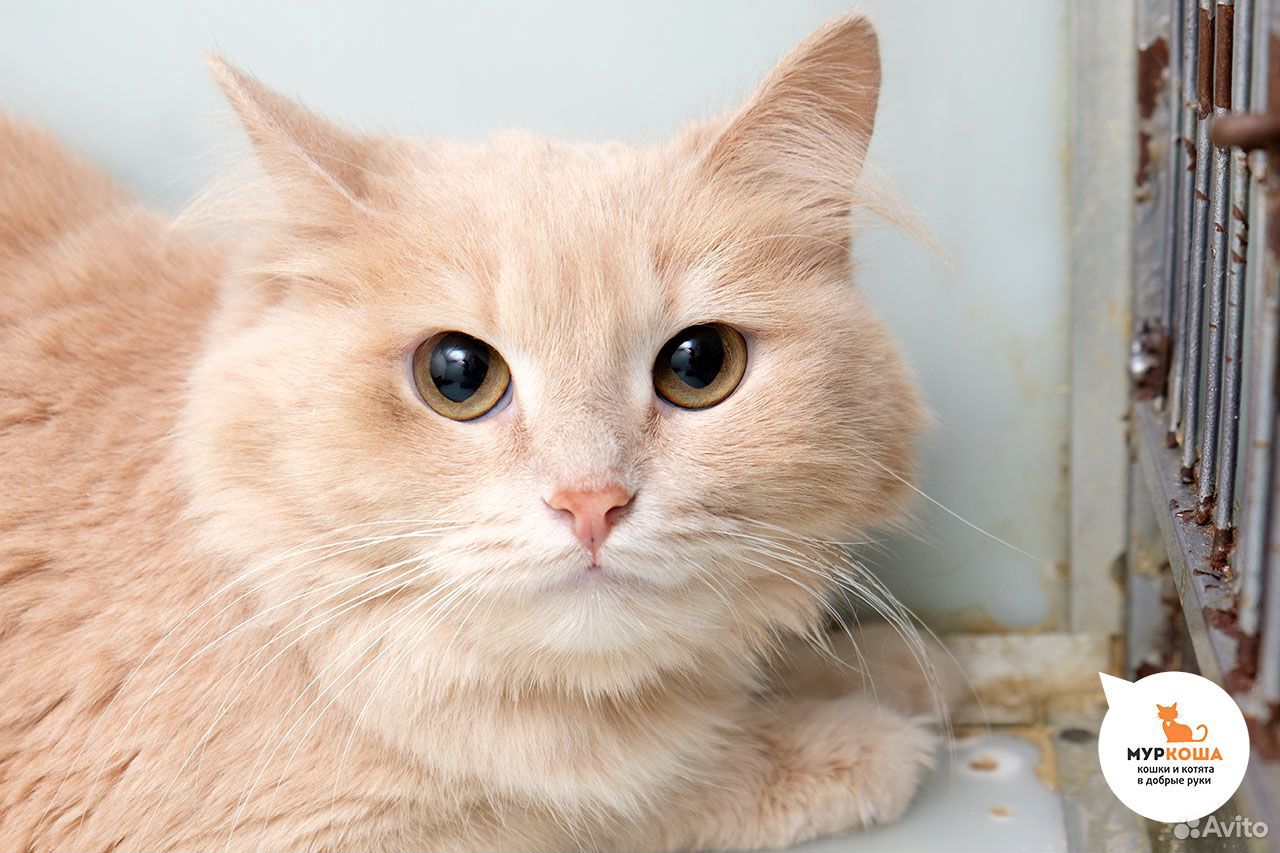 Может быть именно вы сделаете Маргариту счастливой