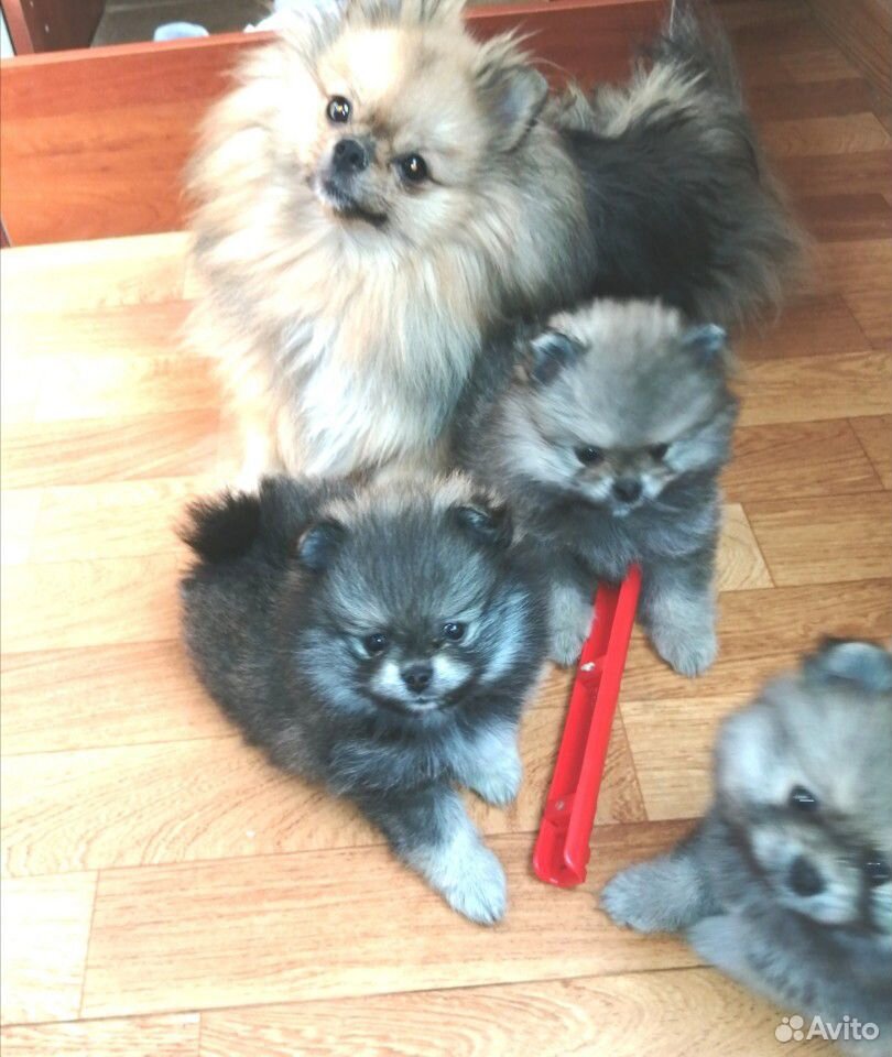 Шпиц померанский мишка