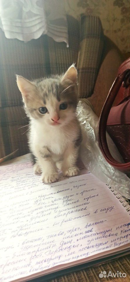 Котенок Малыш 2 мес, ест самостоятельно, ходит в л