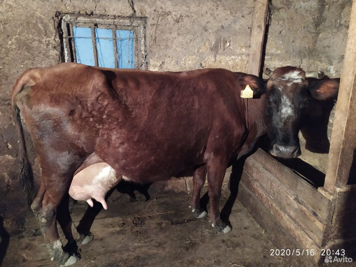 Продам дойную корову