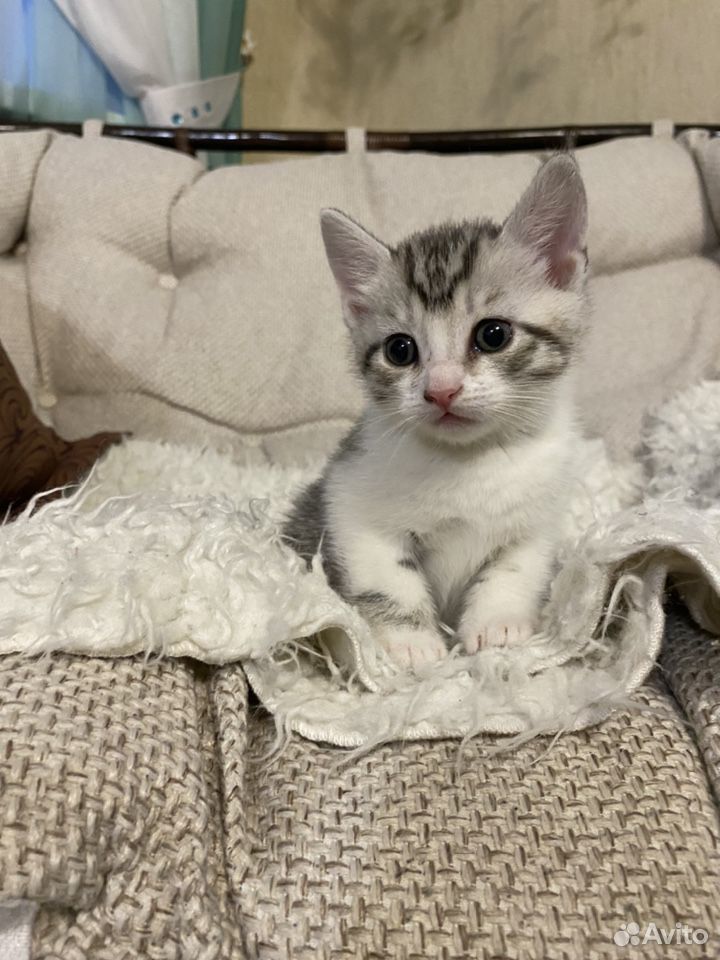 Котята шотландской вислоухой