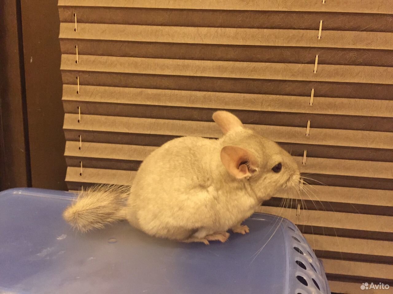 Шиншилла детёныш девочка