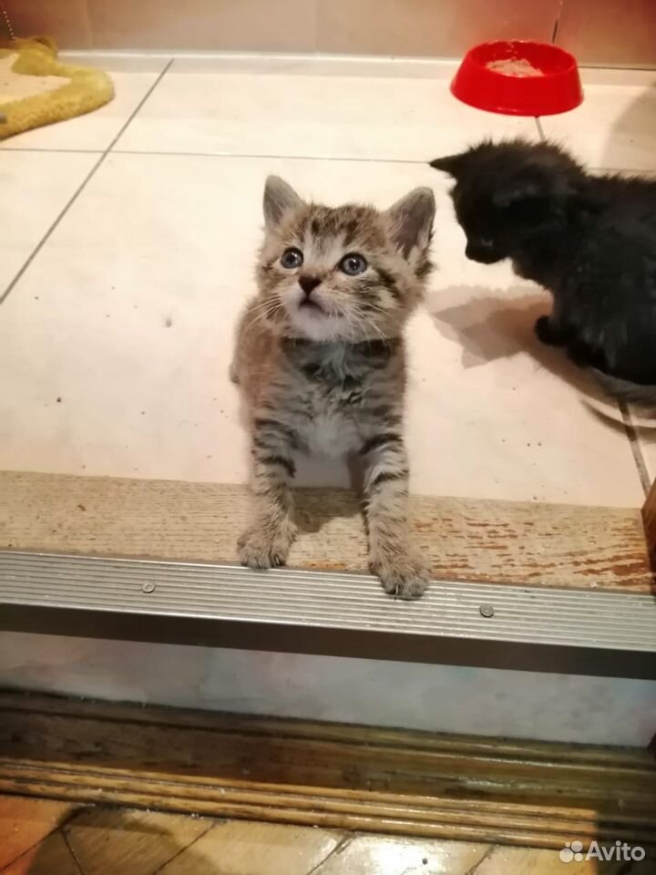Котенок в добрые руки
