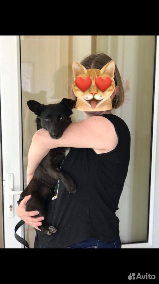 Ищет дом мелкая Собачка Кристи