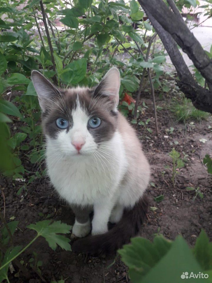 Кошечка Лизавета