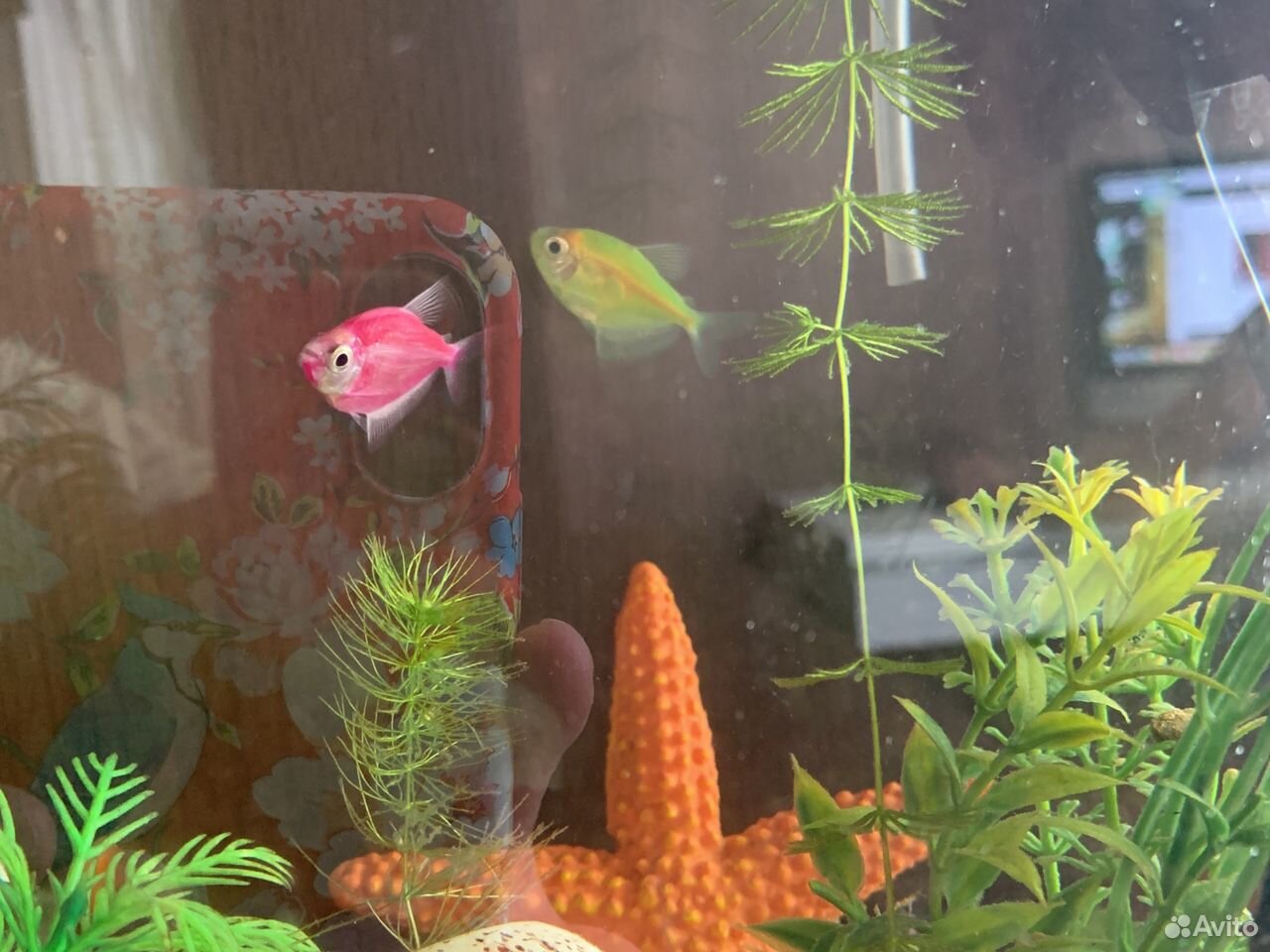 Рыбки Теренция цветные