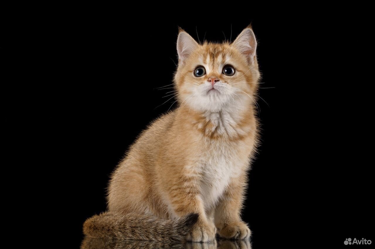 Золотой мальчуган