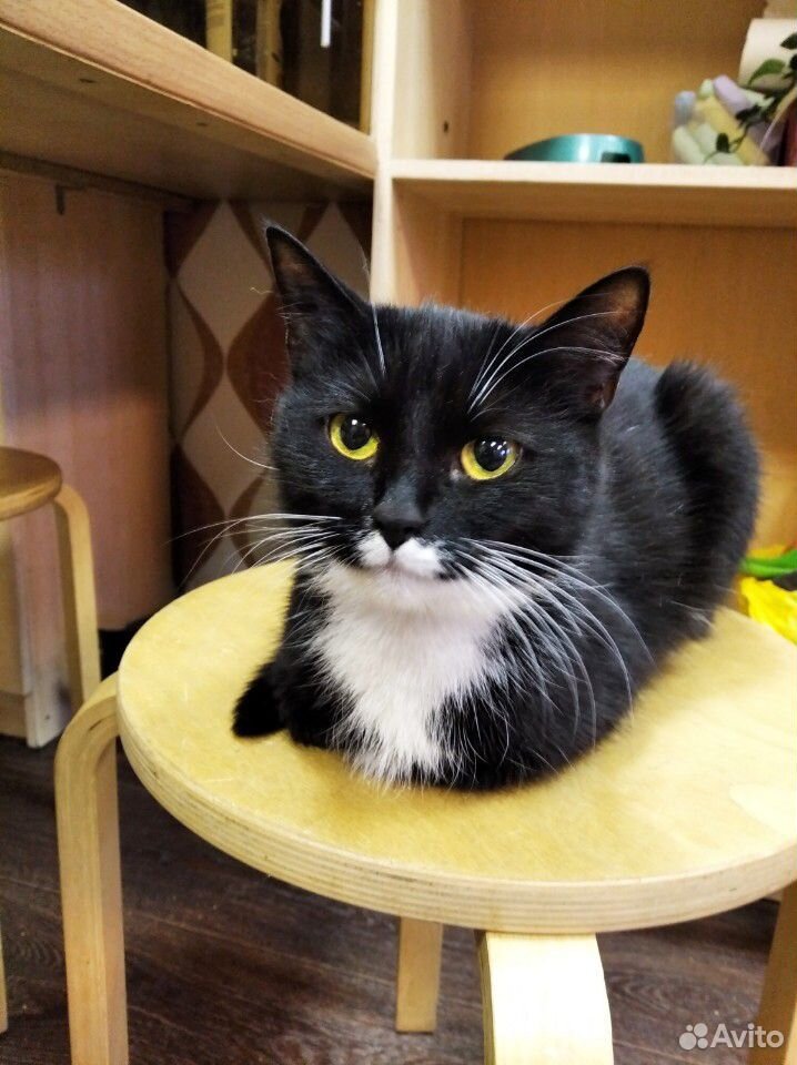 Ласковый котенок Беня