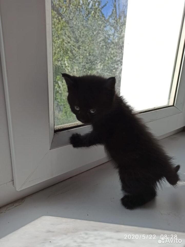 Котёнок девочка бесплатно