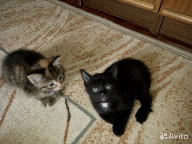 Котята 2 месяца