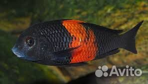 Трофеусы бемба оз. Танганьика