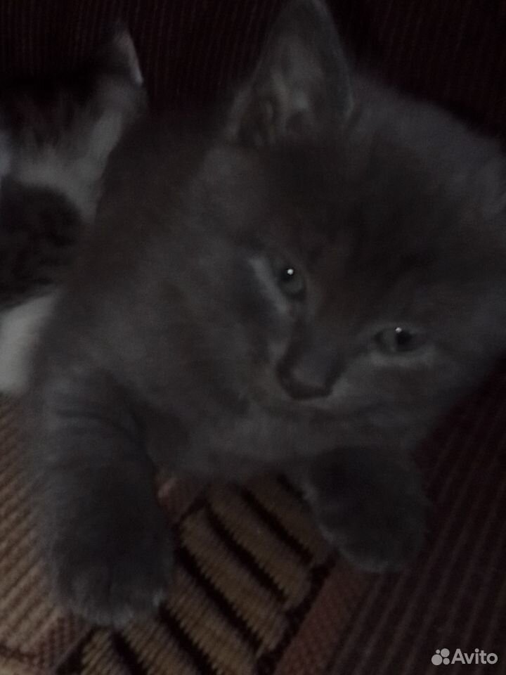 Котики