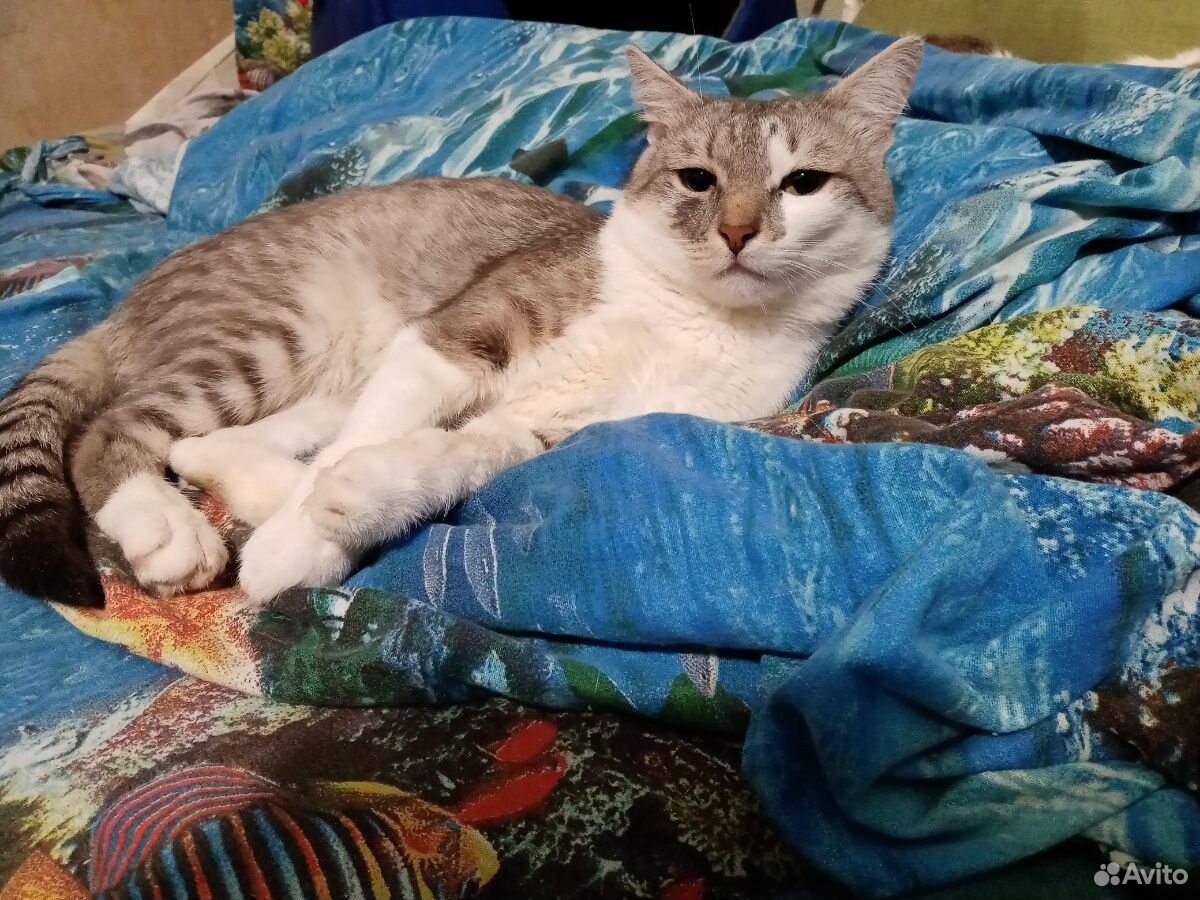 Кот,сибирский метис