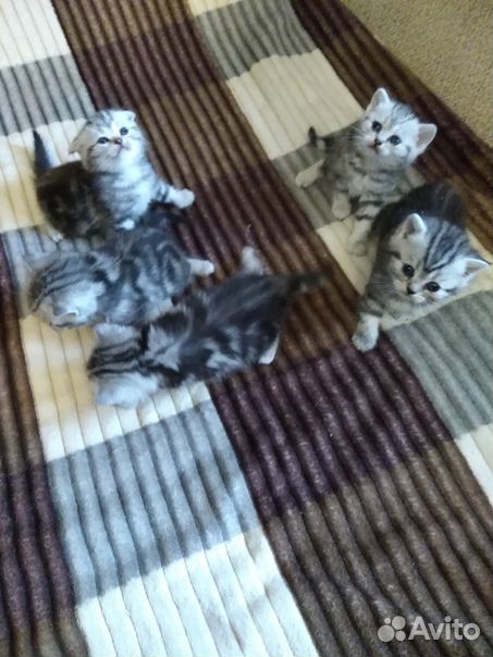 Котенок, шотландский. На выбор : девочка - фолд (в
