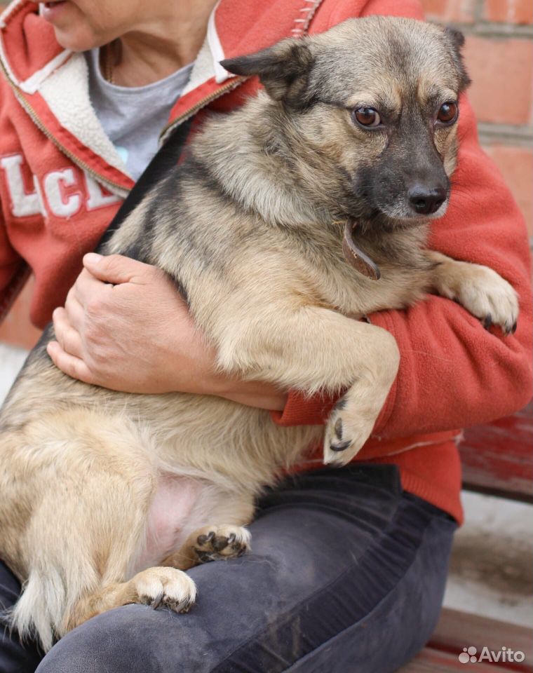 Собачка Лиза